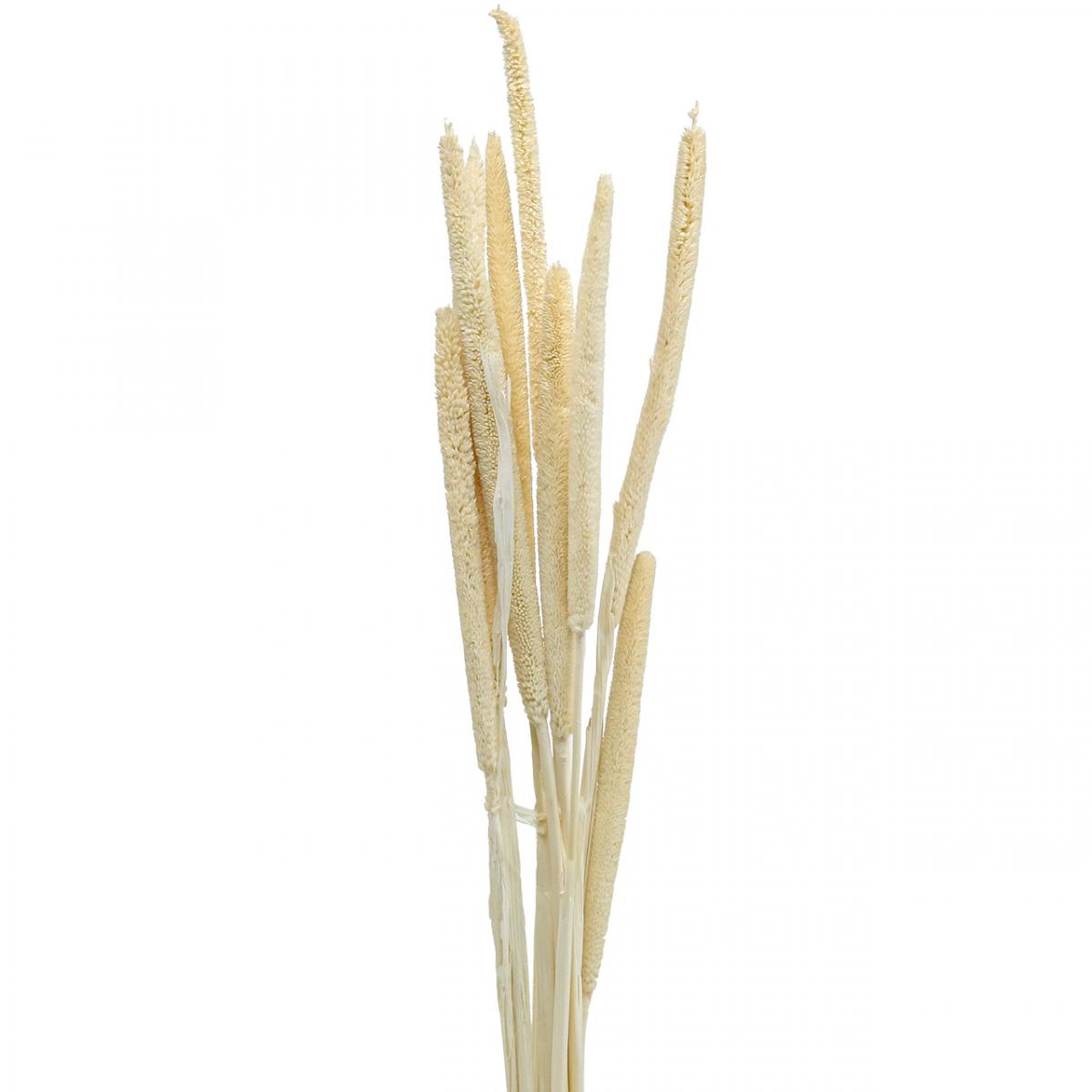 Floristik24.be Bouquet de roseau déco roseau séché blanchi H60cm ...